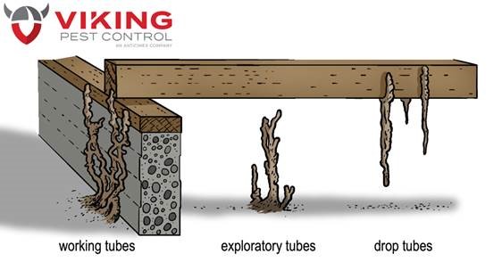 What Does Termite Damage Look Like?