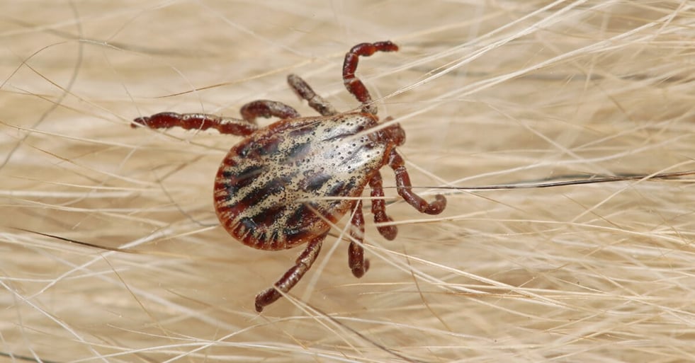 VIKING PEST CONTROL REPORTS SUBSTANTIAL UPTICK IN TICK ACTIVITY IN NEW ...